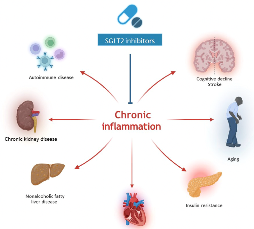 Immunomodulatory and Anti-inflammatory Effects of SGLT2 Inhibitors ...