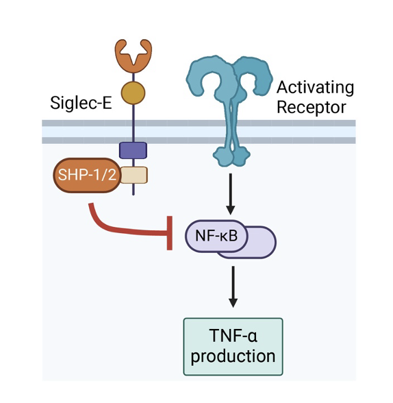 The inhibitory receptor Siglec-E controls innate immunity in ...